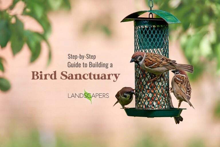 Wing It: Step-by-Step Guide to Building a Bird Sanctuary